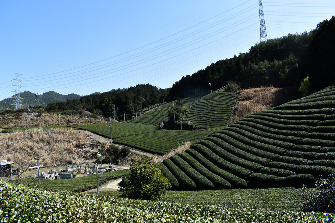 Speciality Japanese Tea & Matcha Shop, Artisan Tea ware & Lifestyle ...