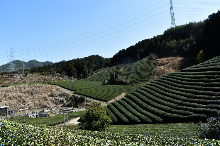 Speciality Japanese Tea & Matcha Shop, Artisan Tea ware & Lifestyle ...